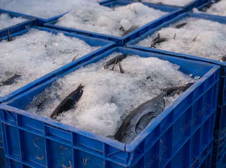 Perishable Goods - oodara.co.id